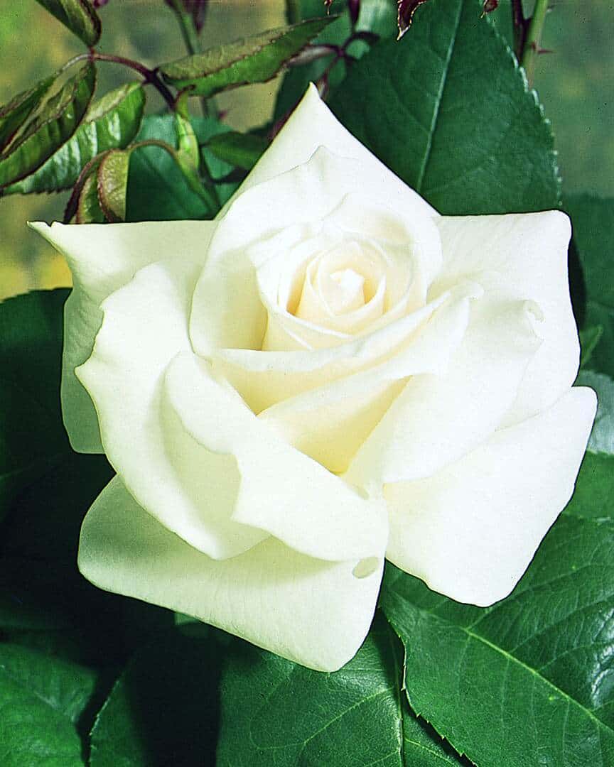 Pascali - Otto & Sons Nursery