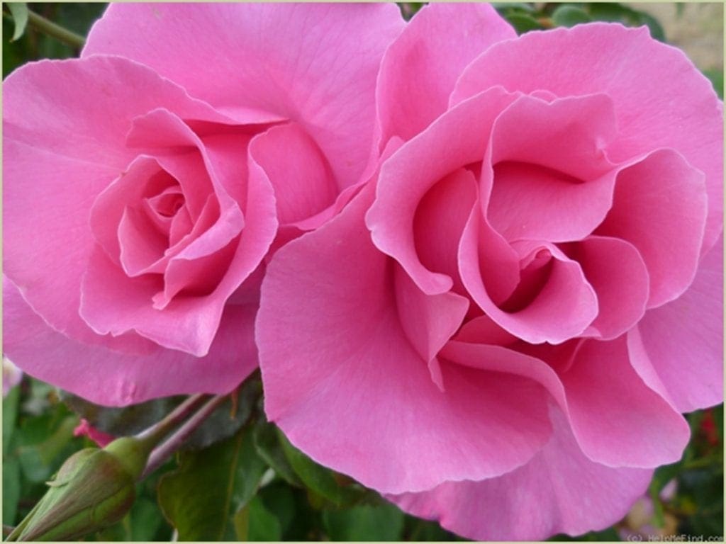 The McCartney Rose® - Otto & Sons Nursery