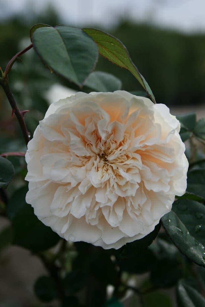 Sombreuil - climbing - stk - Otto & Sons Nursery