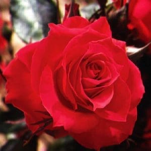 Shrub Archives - Page 2 of 6 - Otto & Sons Nursery